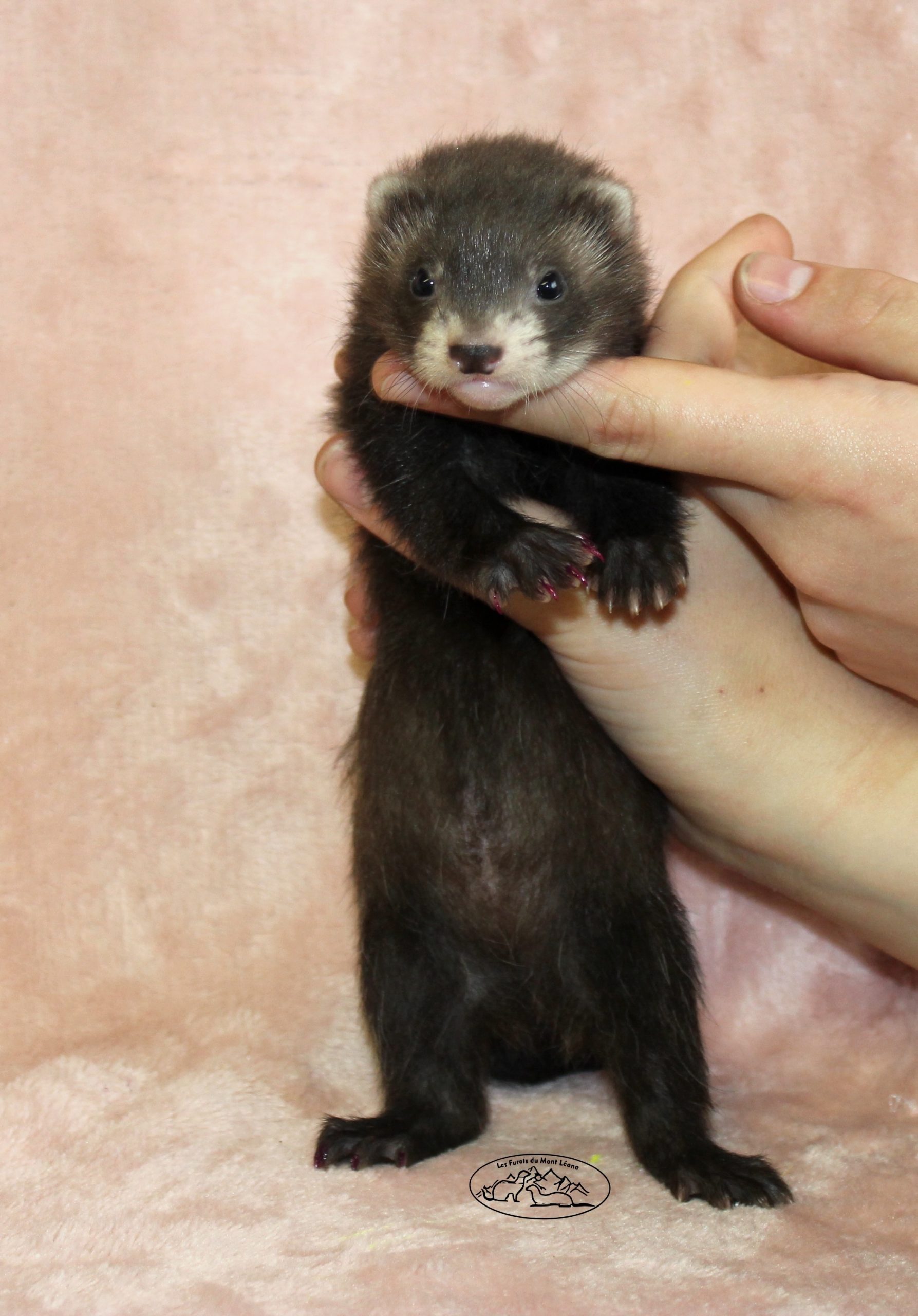 Elevage de furets - Les furets du Mont Léane - Vred
